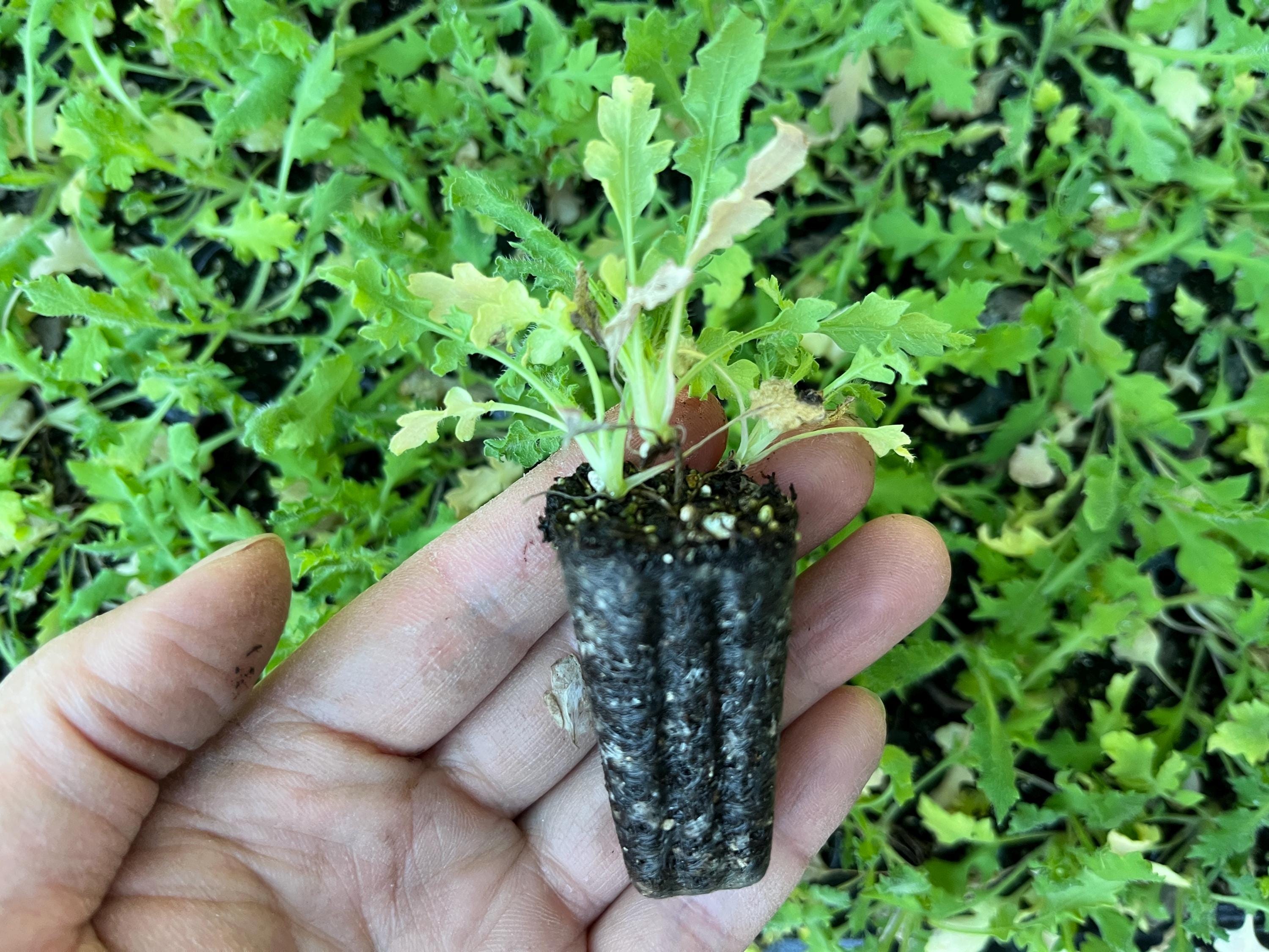 Poppy Hummingbird Plant Live, Iceland Poppy Flower Heathy Plug Ready to ...