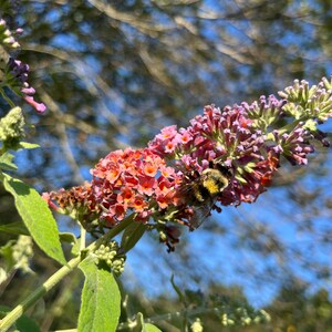 Bicolor Butterfly Bush Buddleia Davidii Plant Live, Spectacular ...