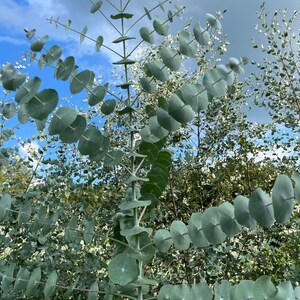 Fresh Eucalyptus Shower Bundle, Aromatic Eucalyptus Bunch for Decor ...