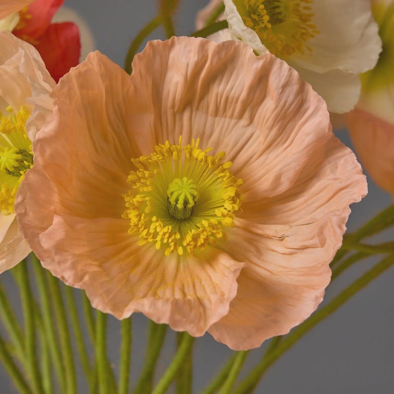 Poppy Hummingbird Plant Live, Iceland Poppy Flower Heathy Plug Ready to ...