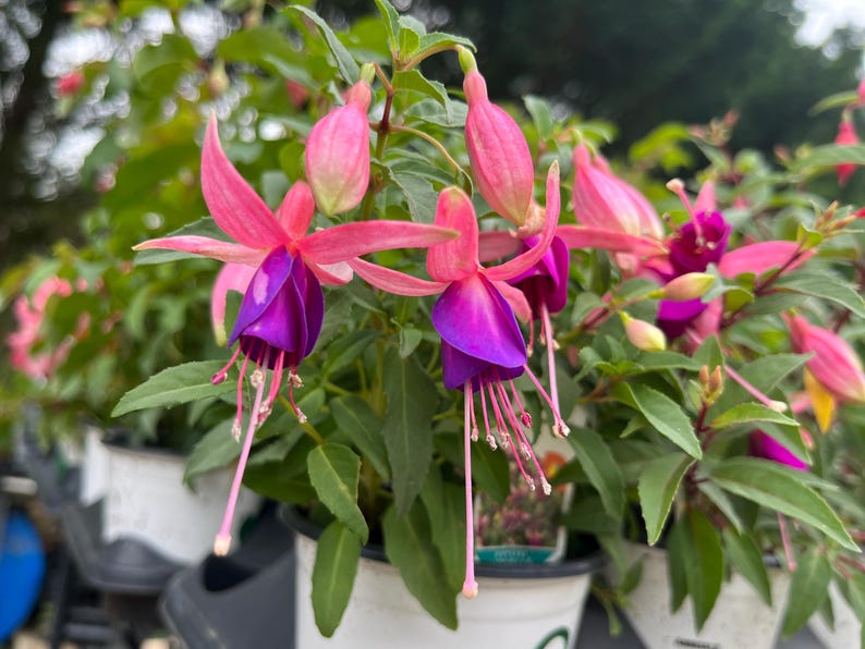 Fuchsia Live Plant, Hummingbird Magnet Flower Plant, 3-4" Pot - Etsy