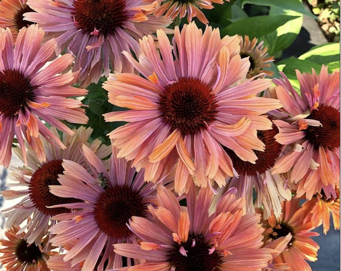 Echinacea FRESCO Apricot Plant: A Must-have Remarkable Long-lived ...