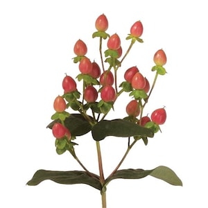 Hypericum Berries Live Plants, Rare Plant for Cut Flower Garden ...
