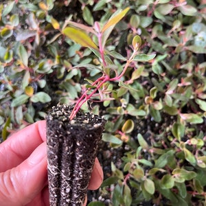 Live Eucalyptus Tree / Seedling Plugs – Fresh Aroma Perfect for Home ...