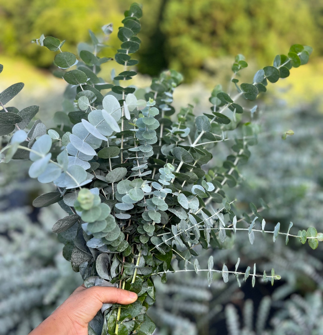 Fresh Eucalyptus Shower Bundle, Aromatic Eucalyptus Bunch for Decor ...