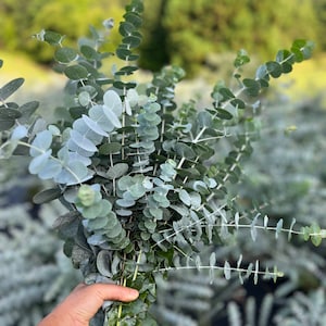 Fresh Eucalyptus Shower Bundle, Aromatic Eucalyptus Bunch for Decor ...