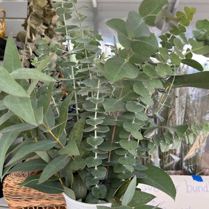 Fresh Eucalyptus Shower Bundle, Aromatic Eucalyptus Bunch for Decor ...