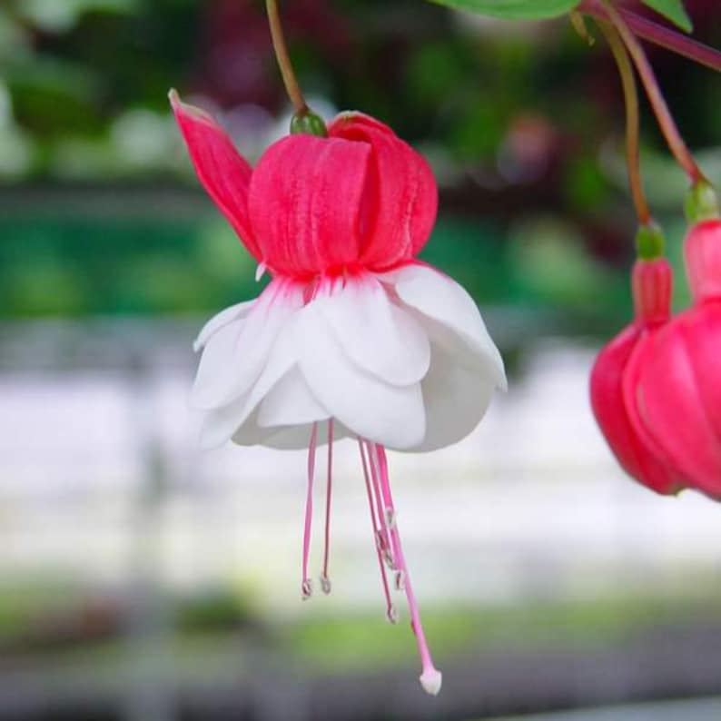 Fuchsia Live Plant, Hummingbird Magnet Flower Plant, 3-4" Pot - Etsy