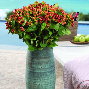 Hypericum Berries Live Plants, Rare Plant for Cut Flower Garden ...
