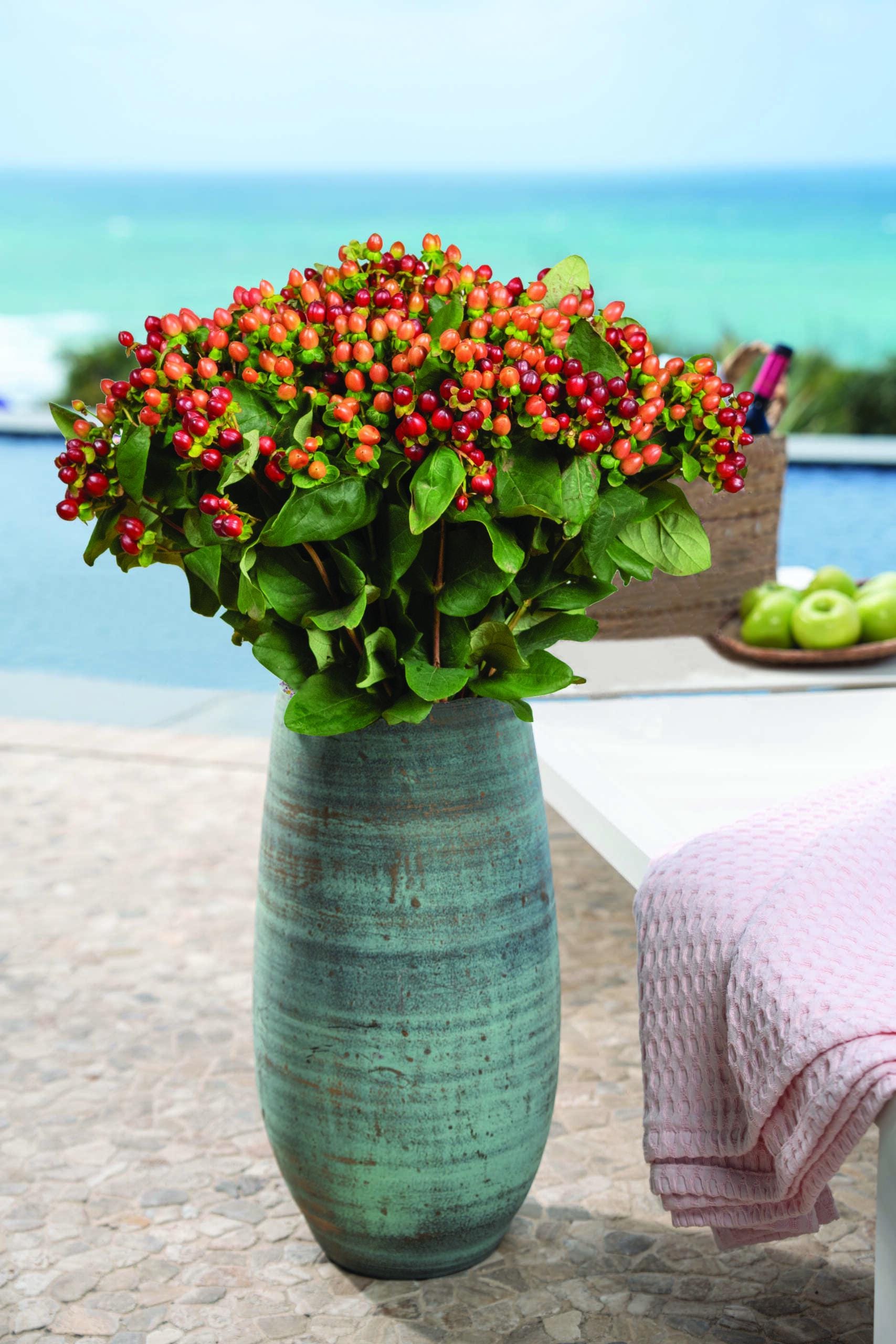 Hypericum Berries Live Plants, Rare Plant for Cut Flower Garden ...