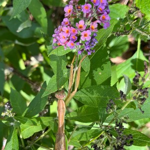 Bicolor Butterfly Bush Buddleia Davidii Plant Live, Spectacular ...