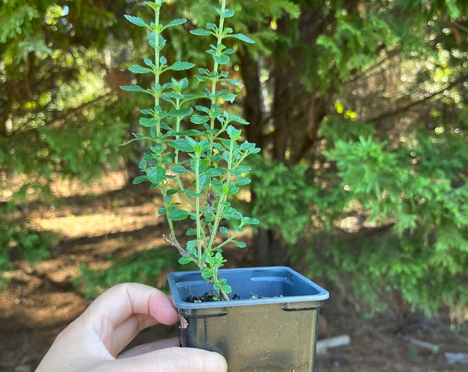 Teucrium Chamaedrys Germander Live Plant in 3 1/4" Pot - Etsy