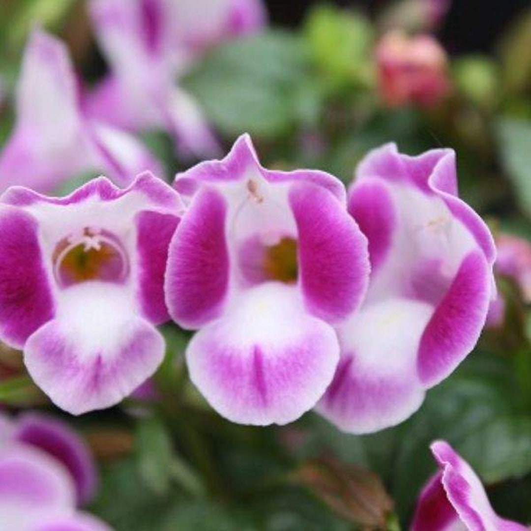 Torenia / Wishbone Flower or Blue Wings Plants, Healthy Starter Ready ...