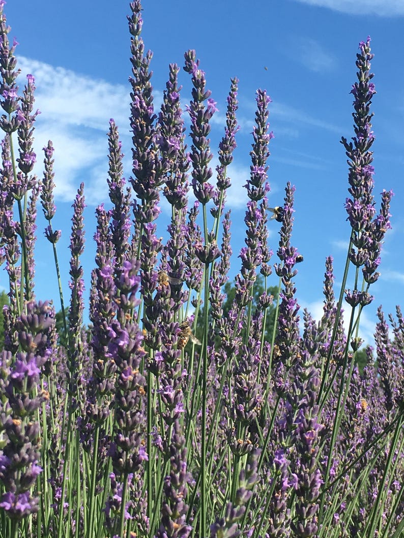 Live Lavender Grosso Plant Starter, Lavandula X Intermedia Fragrant ...