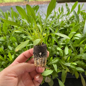 Coreopsis Solanna Sunset Burst, Tickseed Live Plant, Healthy Starter ...