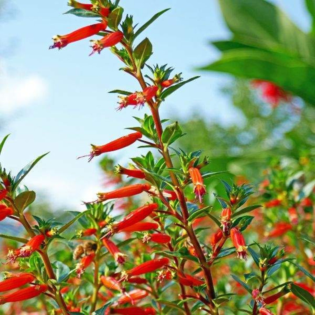 Firecracker / Mexican Cigar Plant, Cuphea Ignea David Verity, Healthy ...