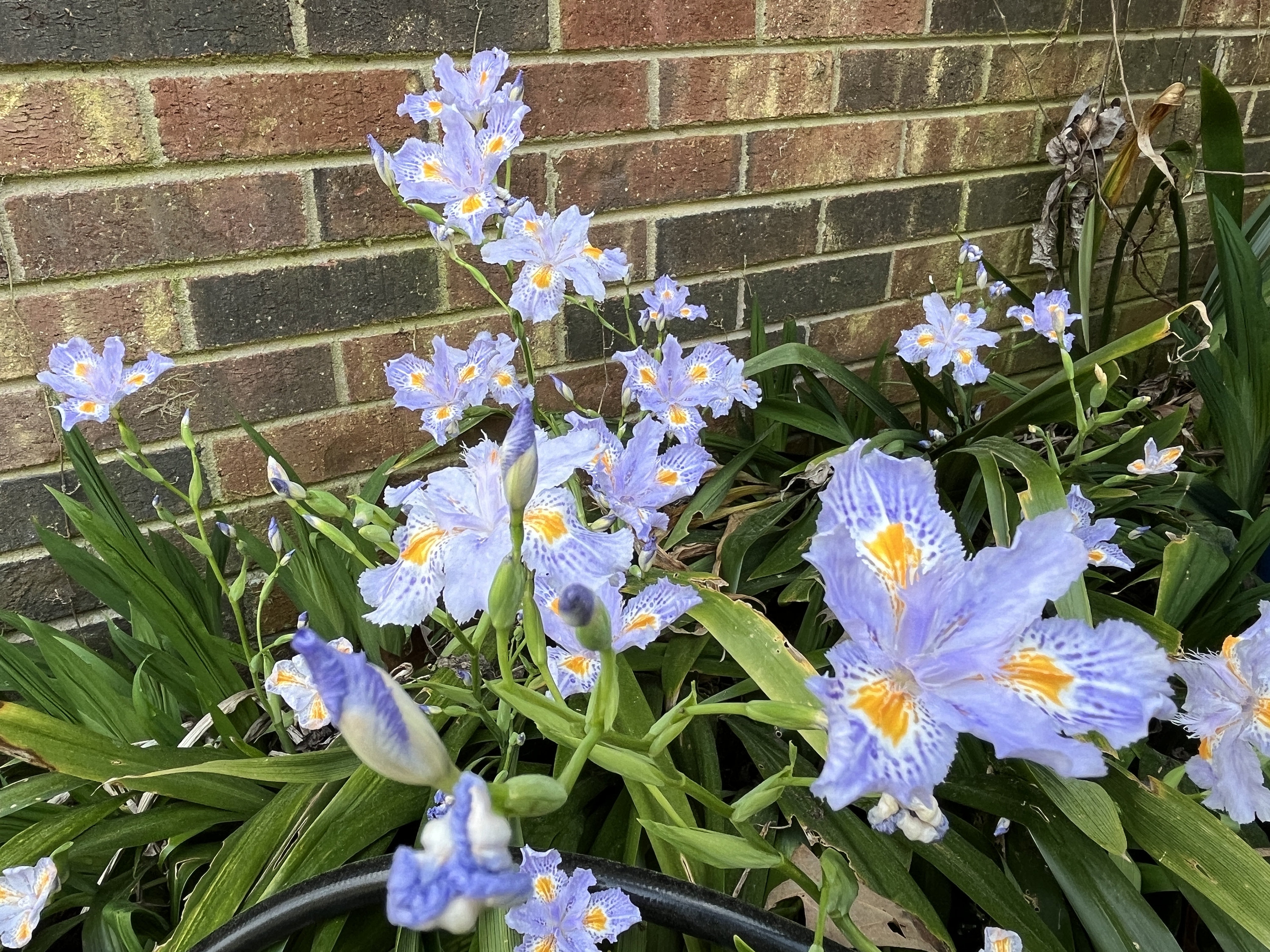 Rare Heirloom Iris: Japanese Iris Japonica / Eco Easter Iris for Asian ...