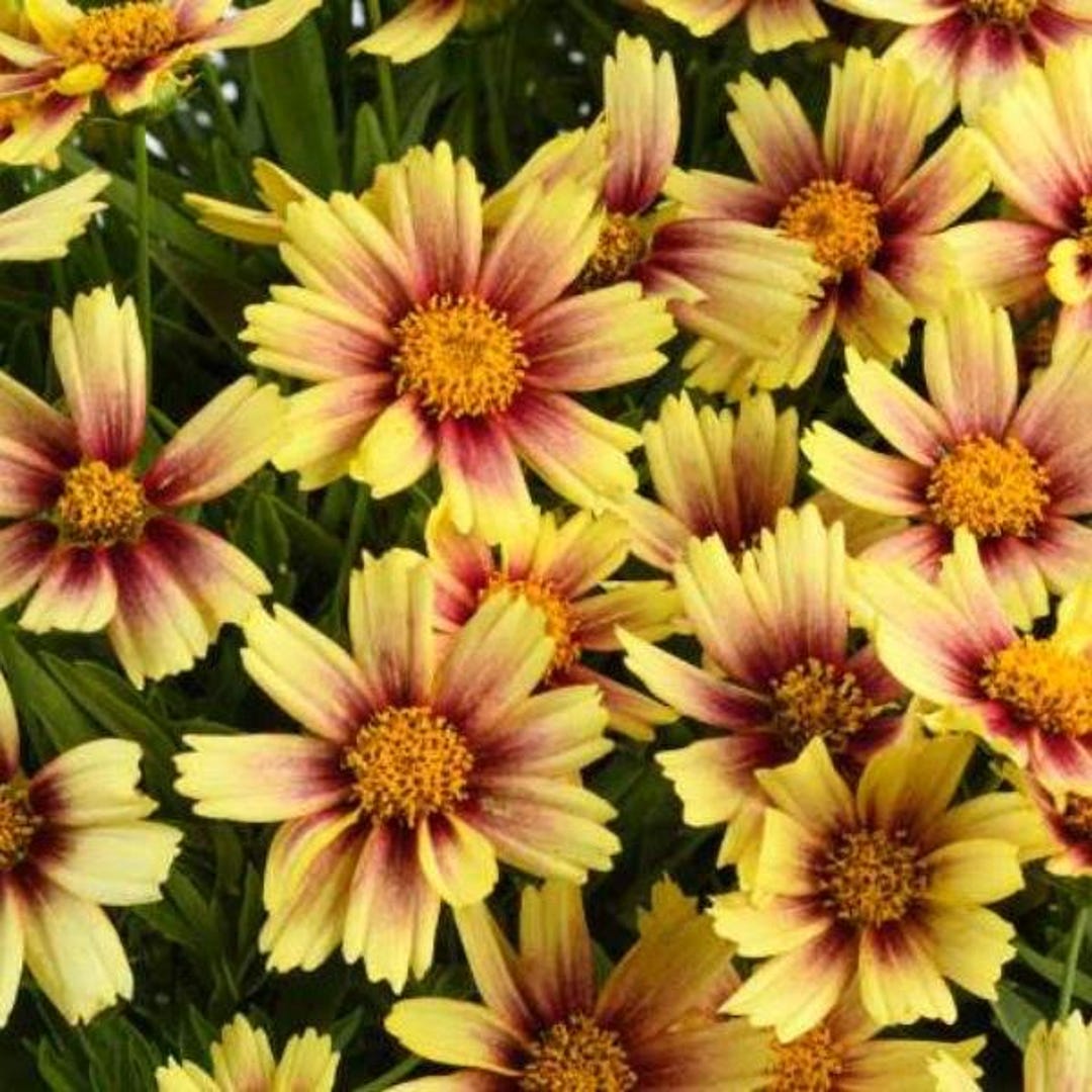 Coreopsis Solanna Sunset Burst, Tickseed Live Plant, Healthy Starter ...