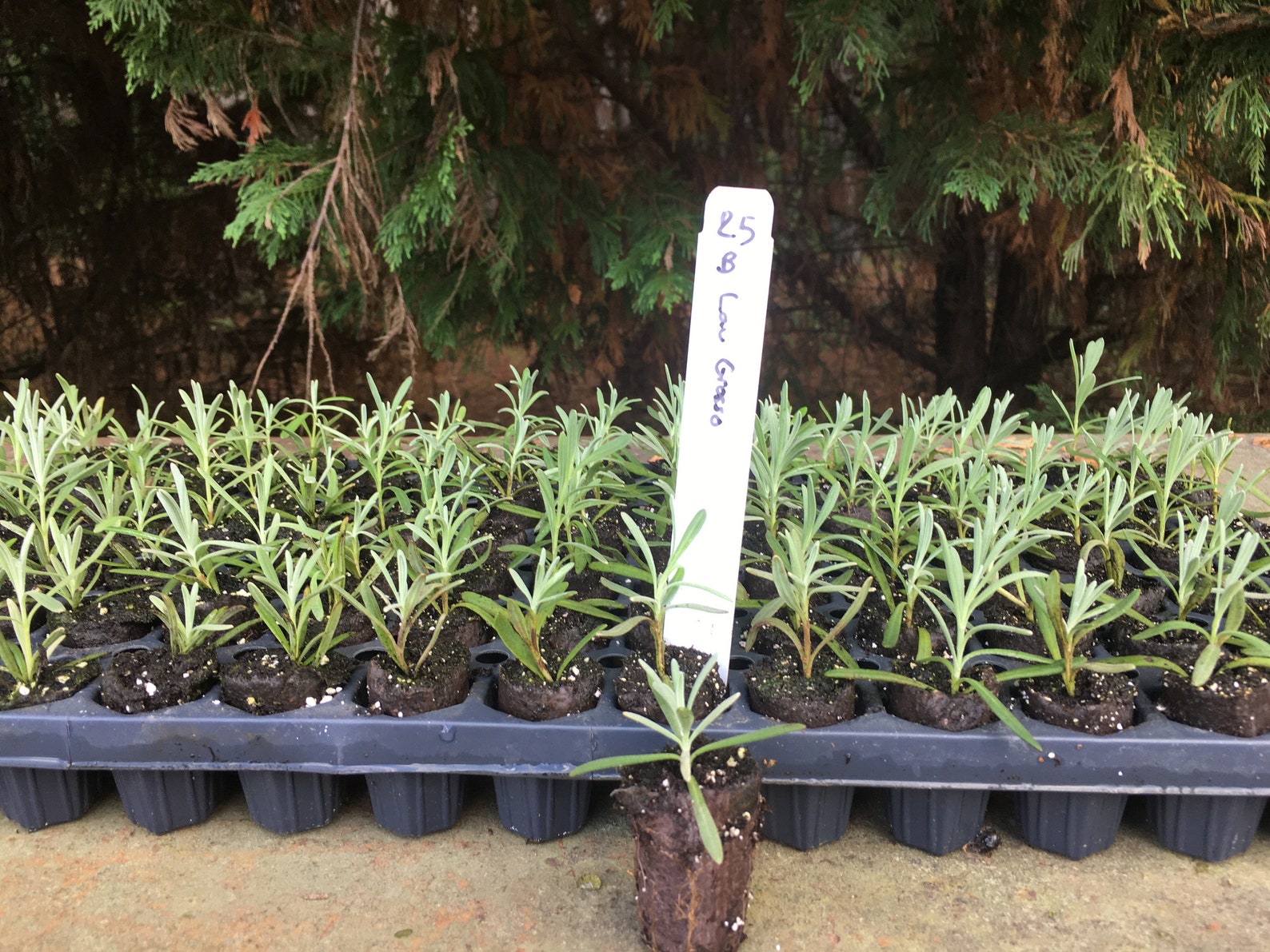 Lavender Live Plants Spa Plants Aromatic Herb Well Rooted | Etsy