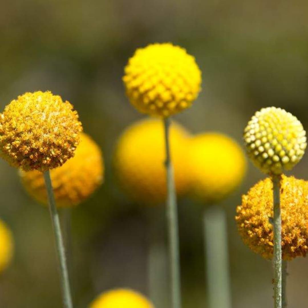 Craspedia Golf Beauty Imp Live Plants Well-rooted Plugs Buy - Etsy