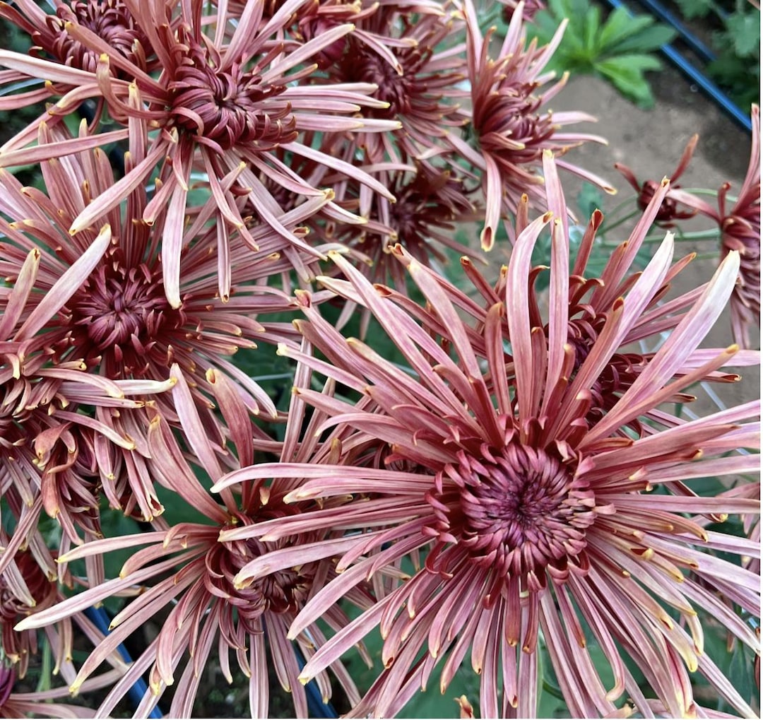 Rare Chrysanthemum Live Plant, Heirloom Mum the Queen of Fall Flower ...