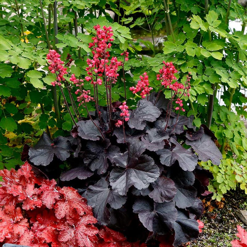 Black and Red Hosta Plants - Etsy
