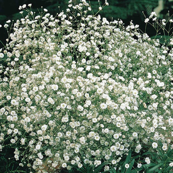Babys Breath Plant - Etsy