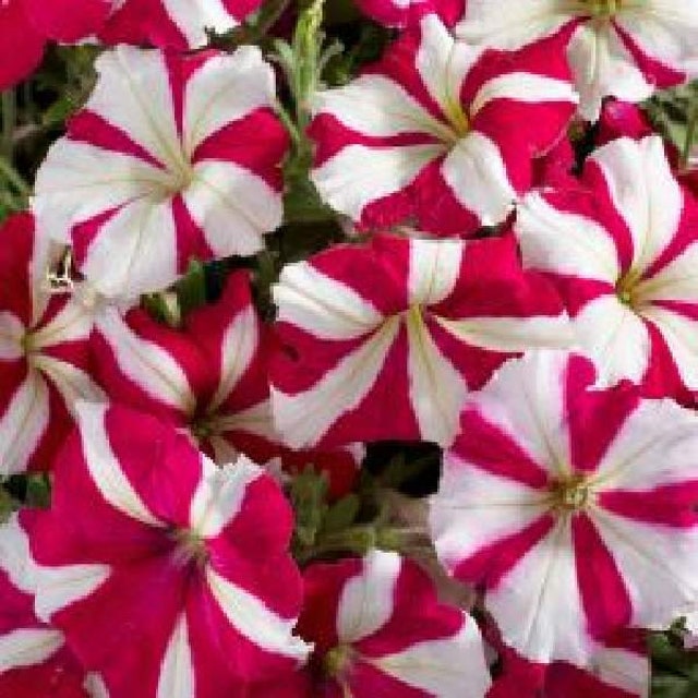 CarolinaLavenderFarm - Etsy