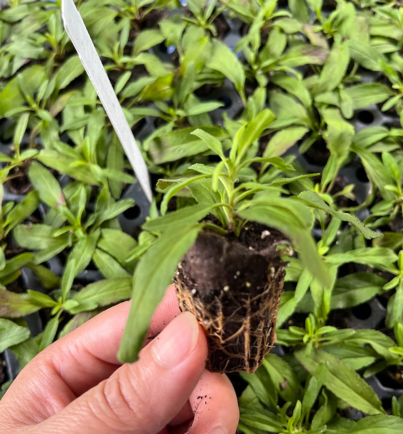 Veronica | Speedwell Live Plant, Well Rooted Plug, Long-blooming for ...