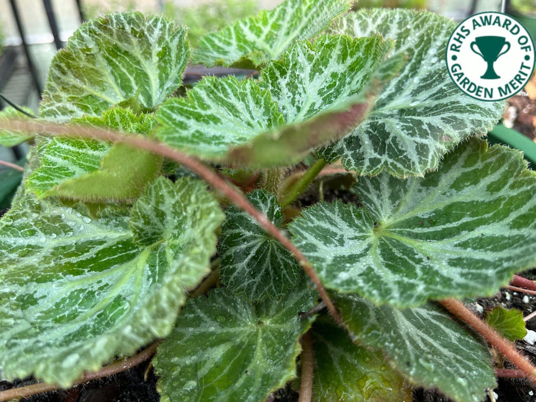 Rare Variegated Strawberry Begonia / Geranium Saxifraga Stolonifera ...