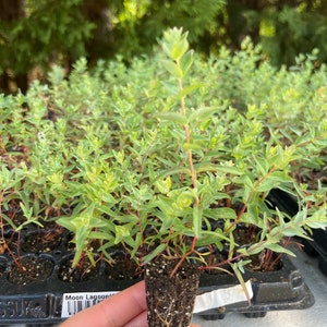 Live Eucalyptus Tree / Seedling Plugs – Fresh Aroma Perfect for Home ...