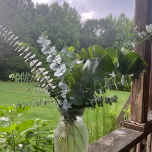 Fresh Eucalyptus Shower Bundle, Aromatic Eucalyptus Bunch for Decor ...