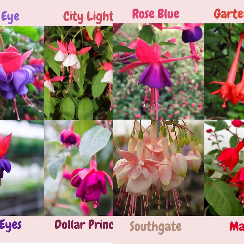 Lavender Fuchsia Plant - Etsy