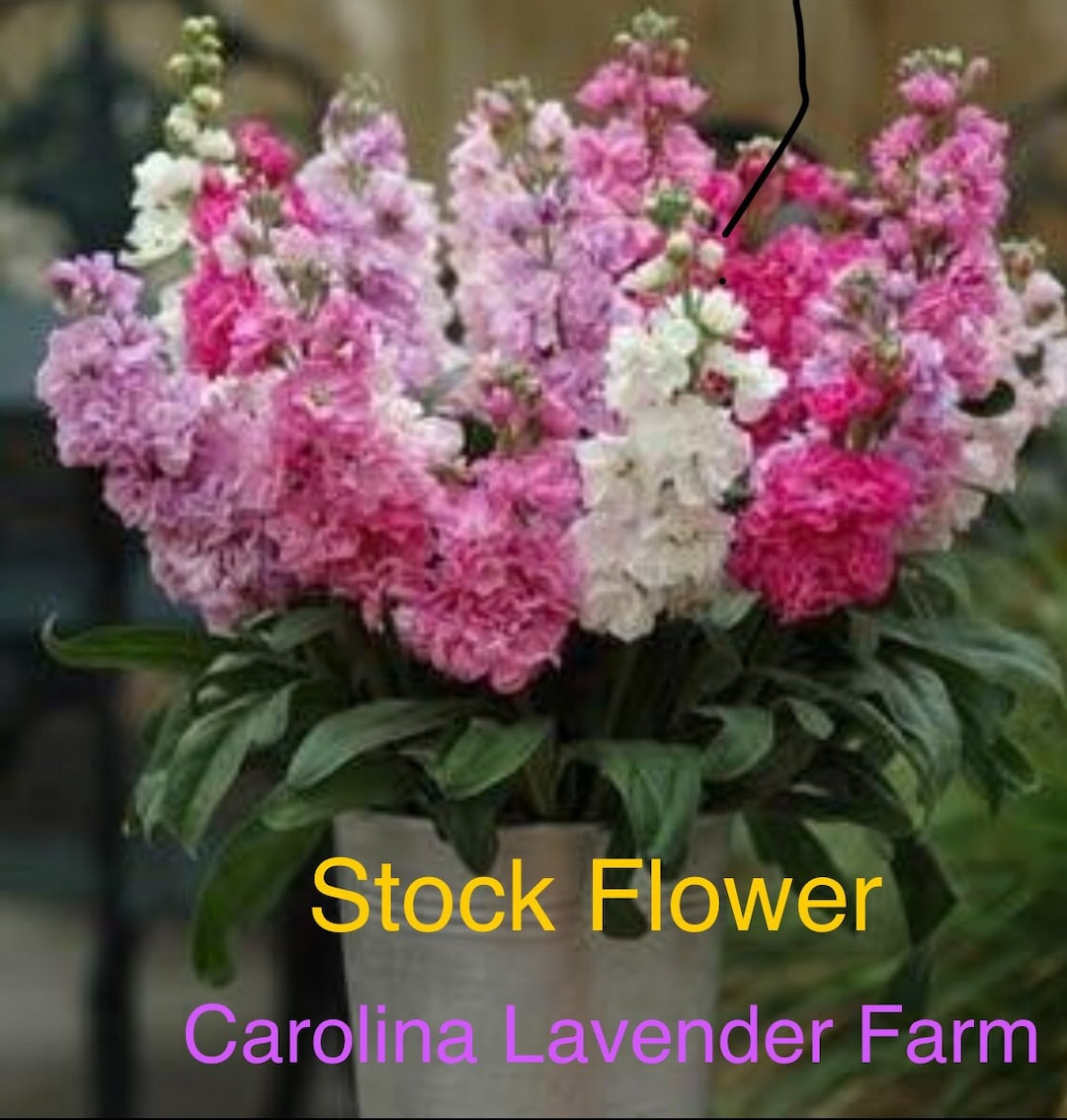 Fragrant Stock Flower Live Plant - Perennial Matthiola Starter for Home ...