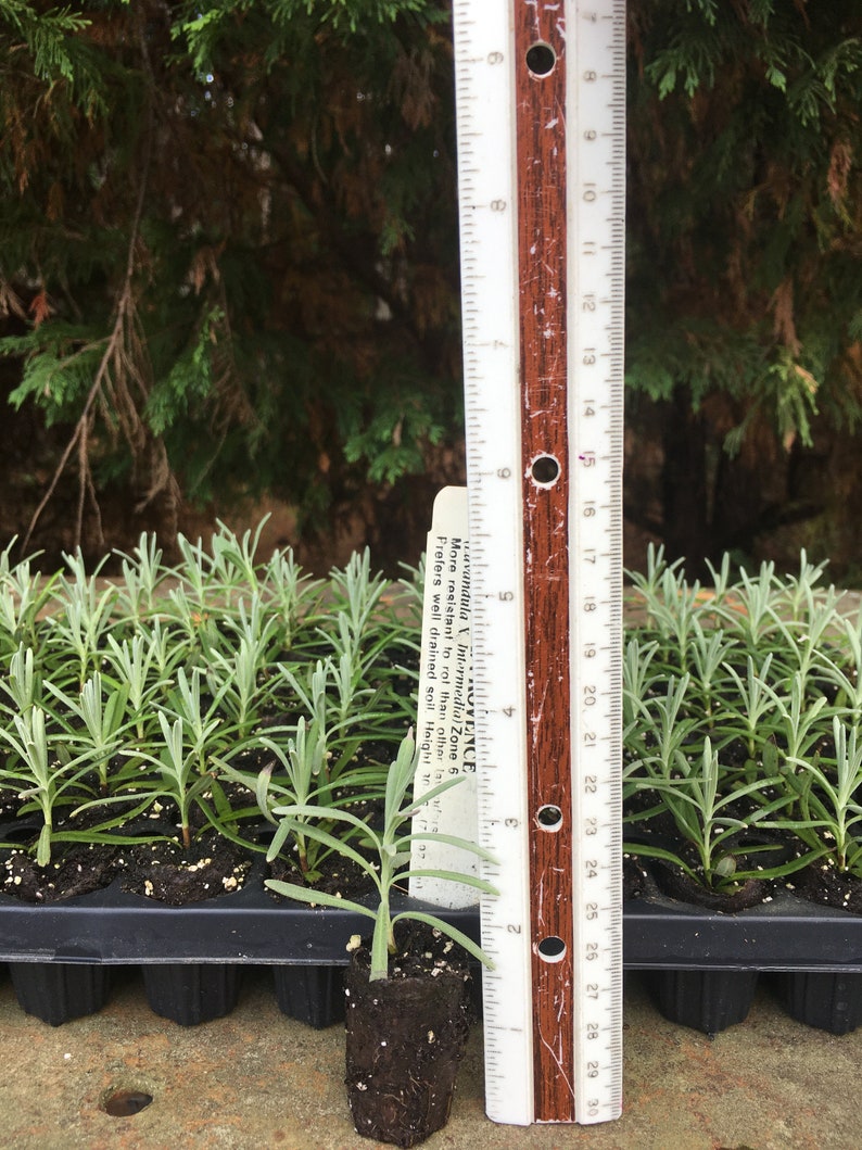 Lavender Live Plants Spa Plants Aromatic Herb Well Rooted | Etsy