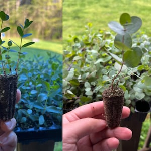 Live Eucalyptus Tree / Seedling Plugs – Fresh Aroma Perfect for Home ...