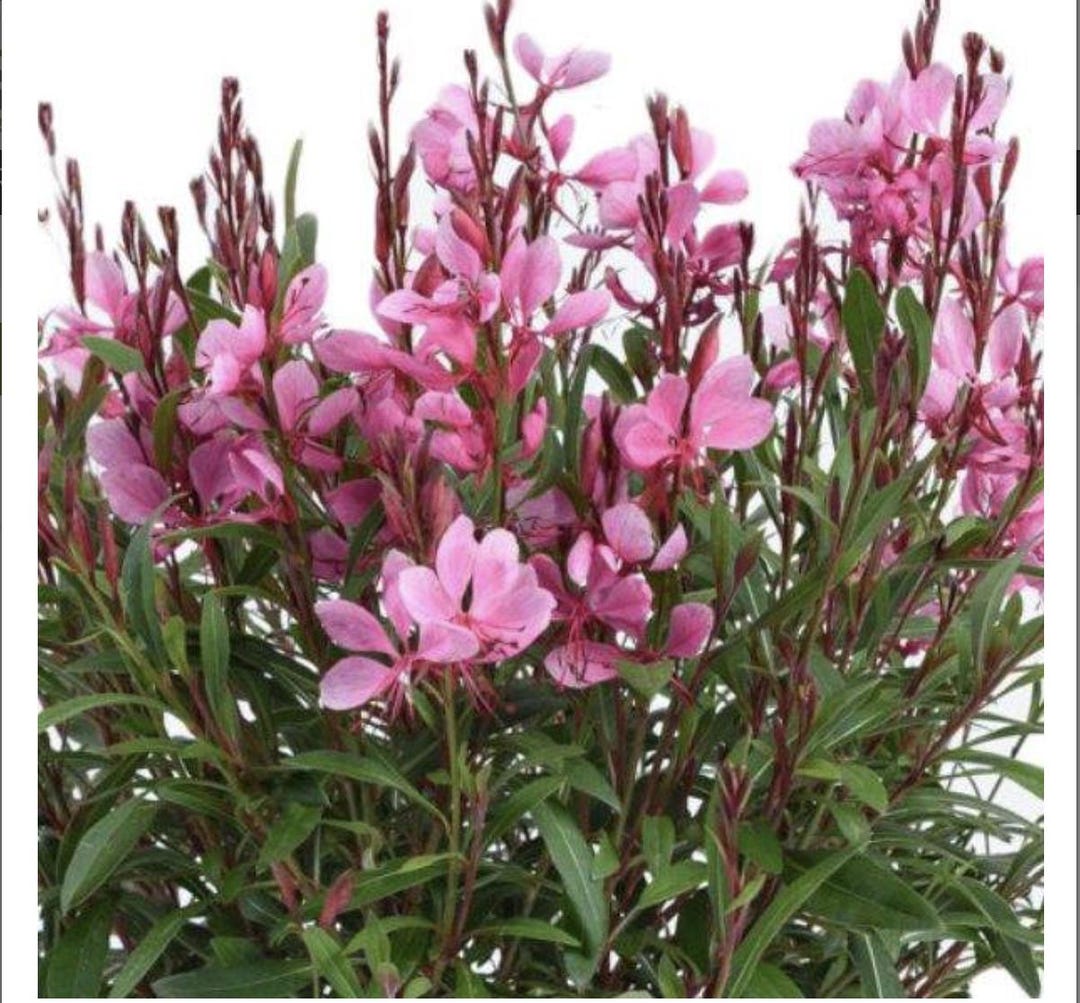 Gaura Steffi Blush Pink Plant, Lindheimeri, Wand Flower Beeblossom ...