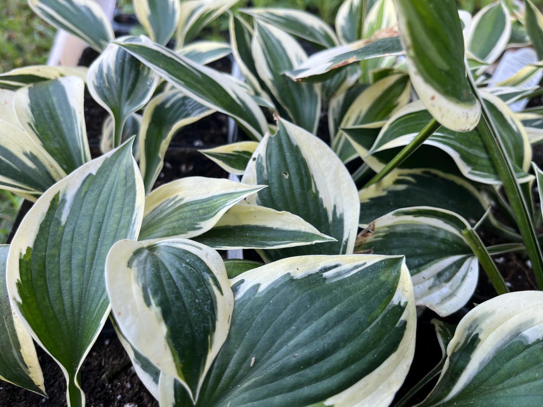 Rare Variegated Hosta Live Plant, Popular Ornamental Perennial, Well ...