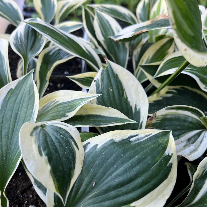 Rare Hosta Plants - Etsy