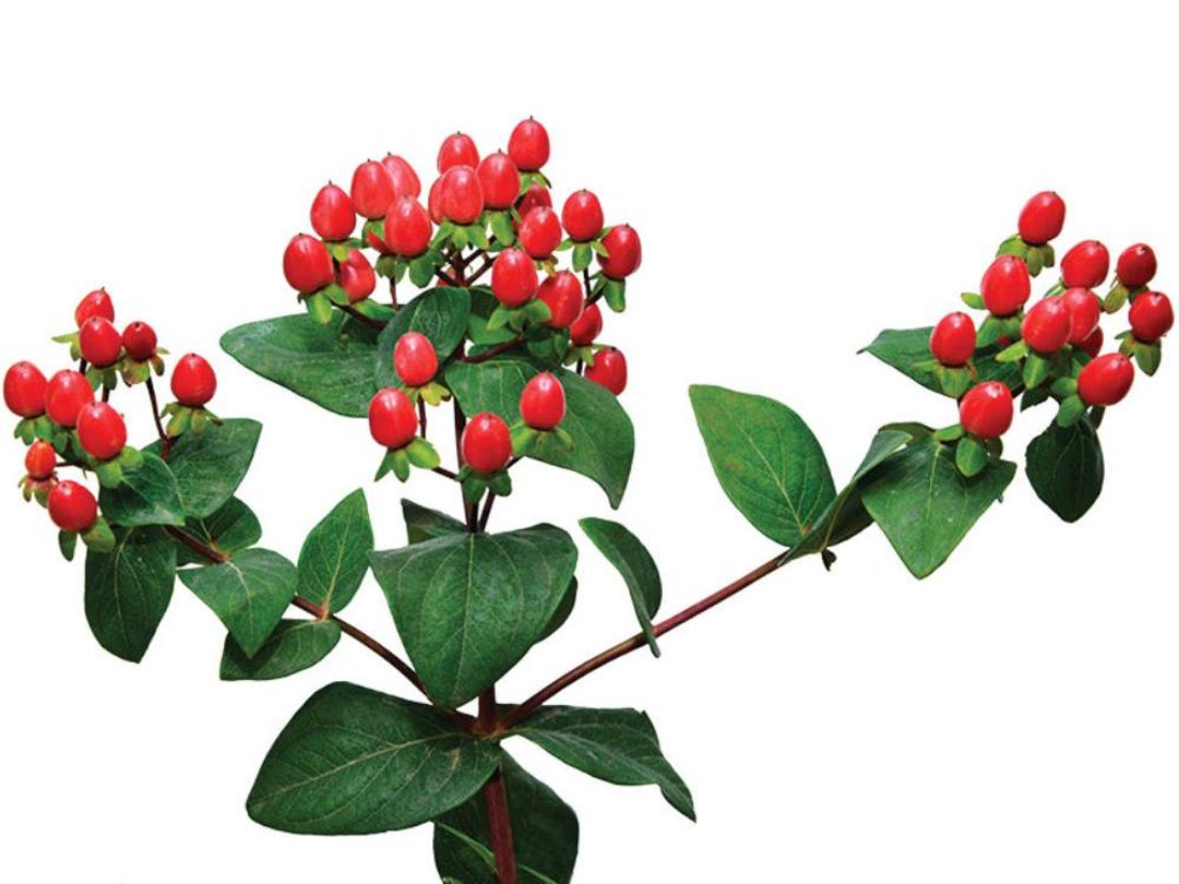 Hypericum Berries Live Plants, Rare Plant for Cut Flower Garden ...