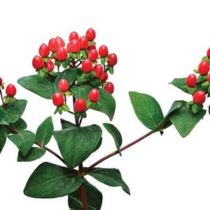 Hypericum Berries Live Plants, Rare Plant for Cut Flower Garden ...