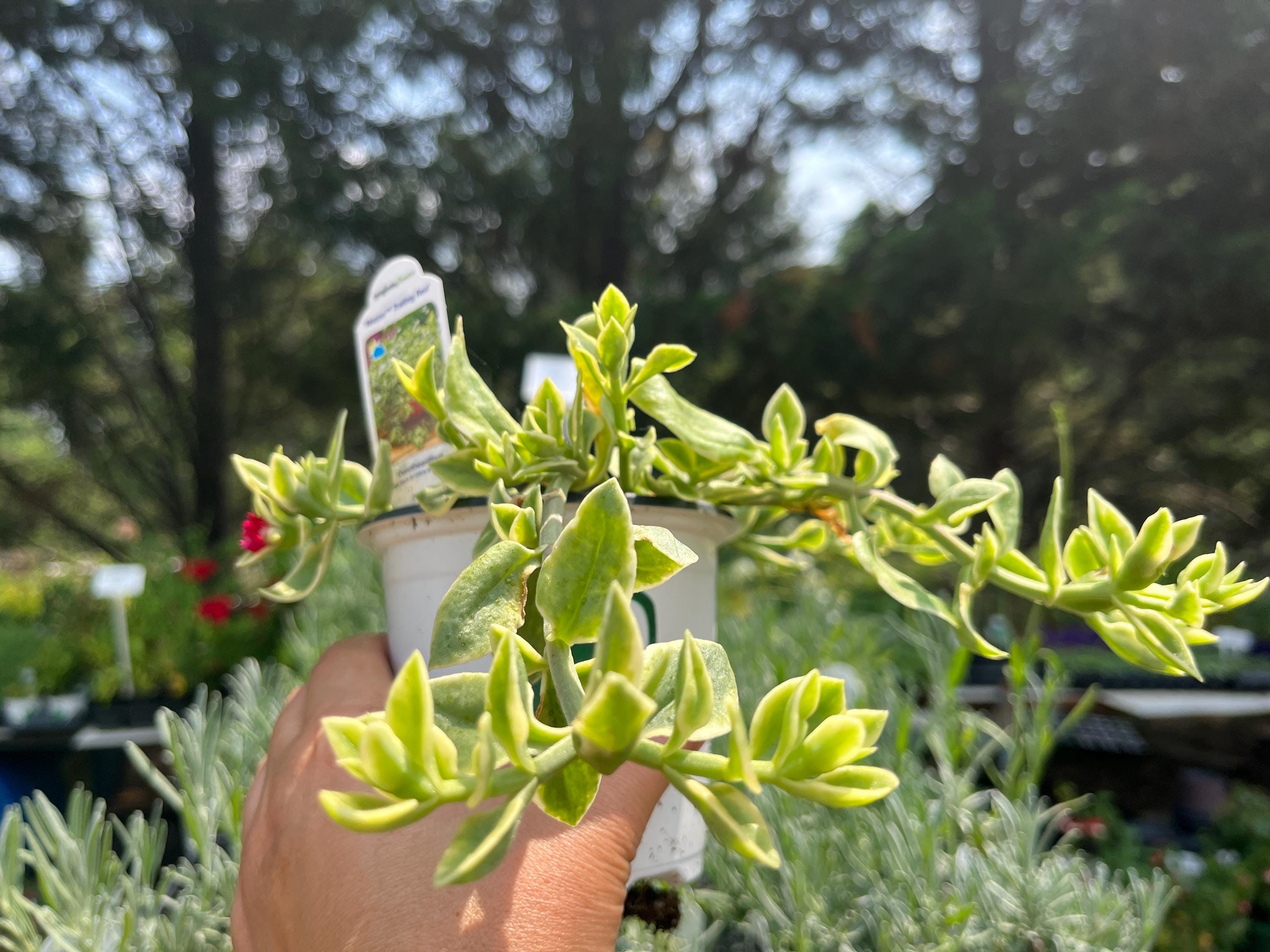 Variegated Mezoo Trailing Red Livingstone Daisy, Baby Sun Rose Plant ...
