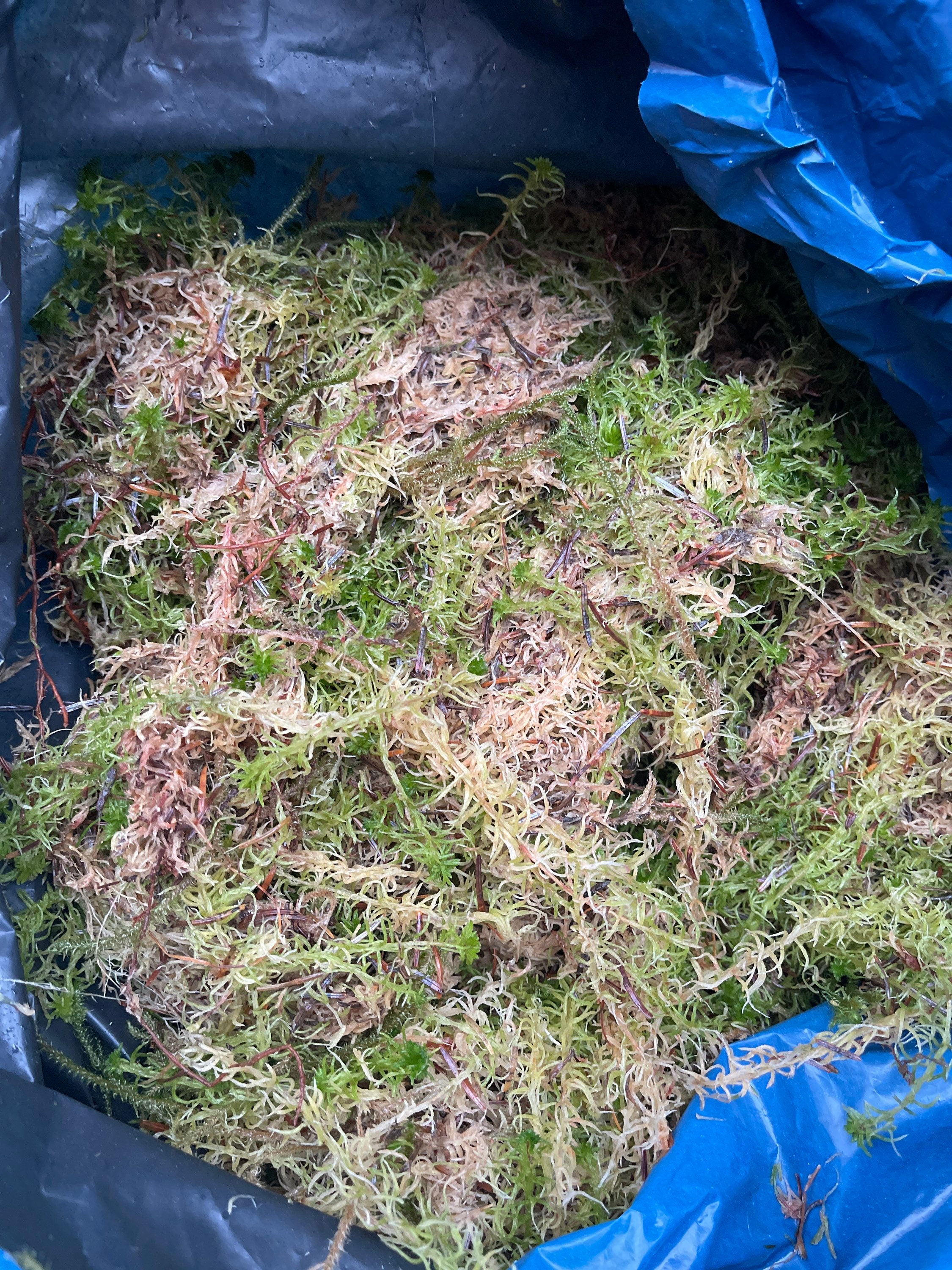 Fresh Welsh sphagnum moss 5 kilos 25-40 litres - Etsy België