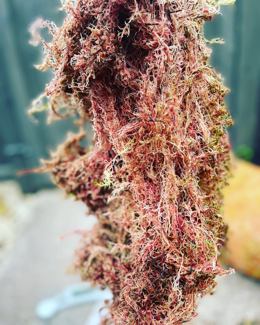 Fresh Welsh Sphagnum Moss 10 Nets (approximately 10-12 Kilos) Bulk ...