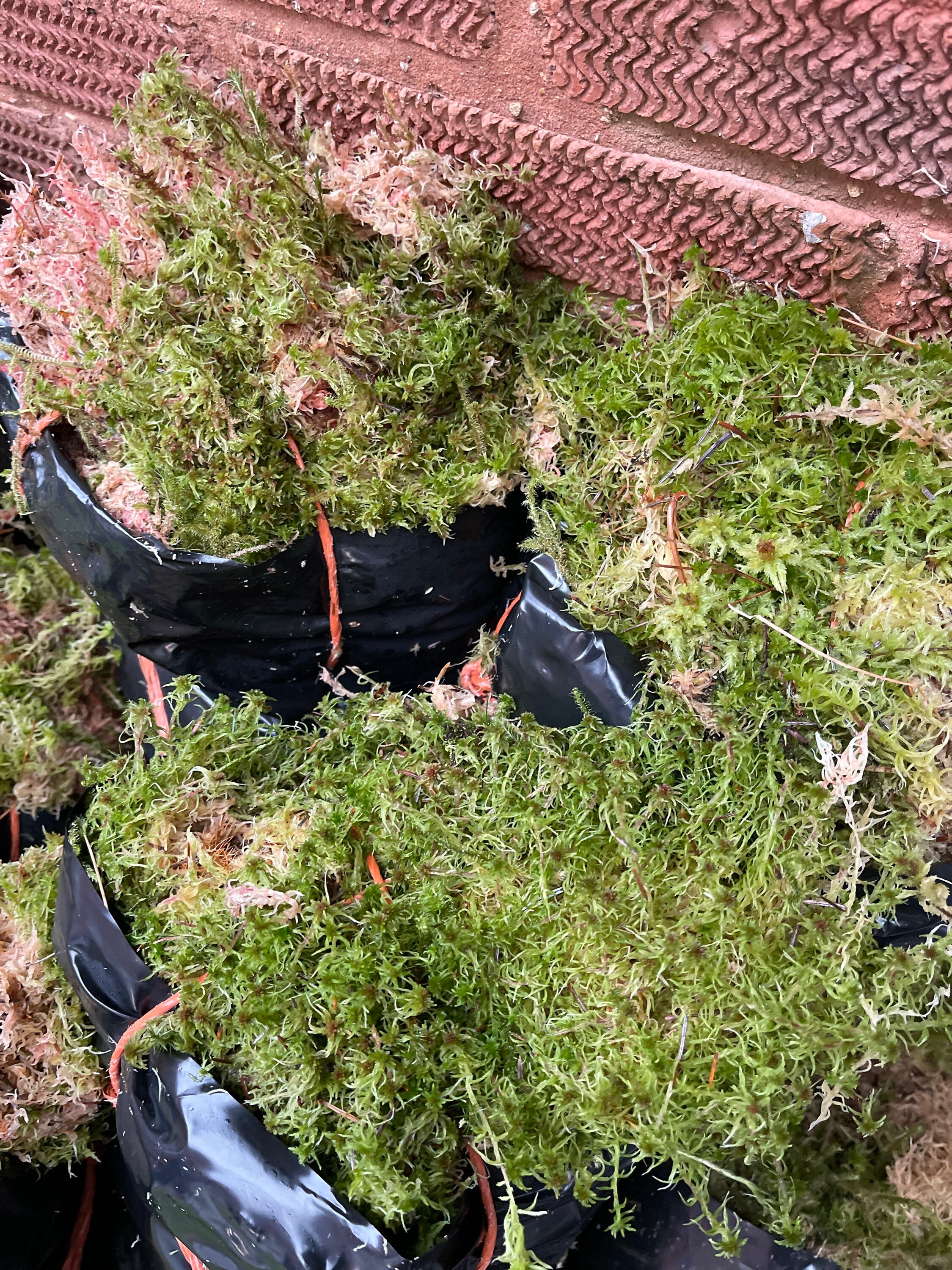 Fresh Welsh Sphagnum Moss 20 Kilos (100-160 Litres) - Etsy UK