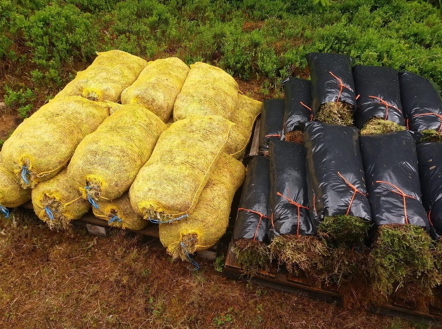 Fresh Welsh sphagnum moss 5 kilos 25-40 litres - Etsy België