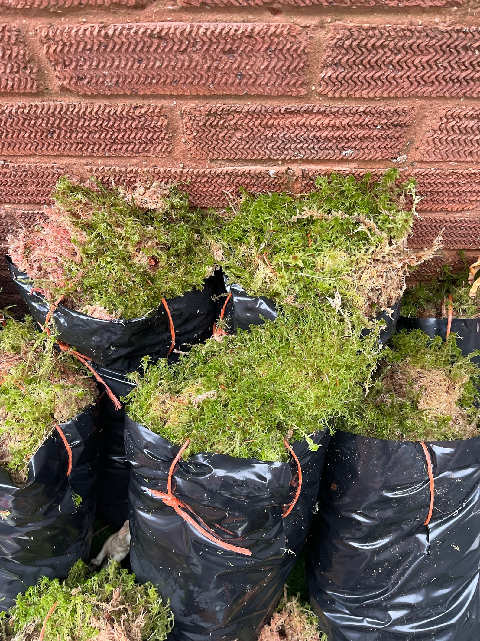 Fresh Welsh sphagnum moss 5 kilos 25-40 litres - Etsy België