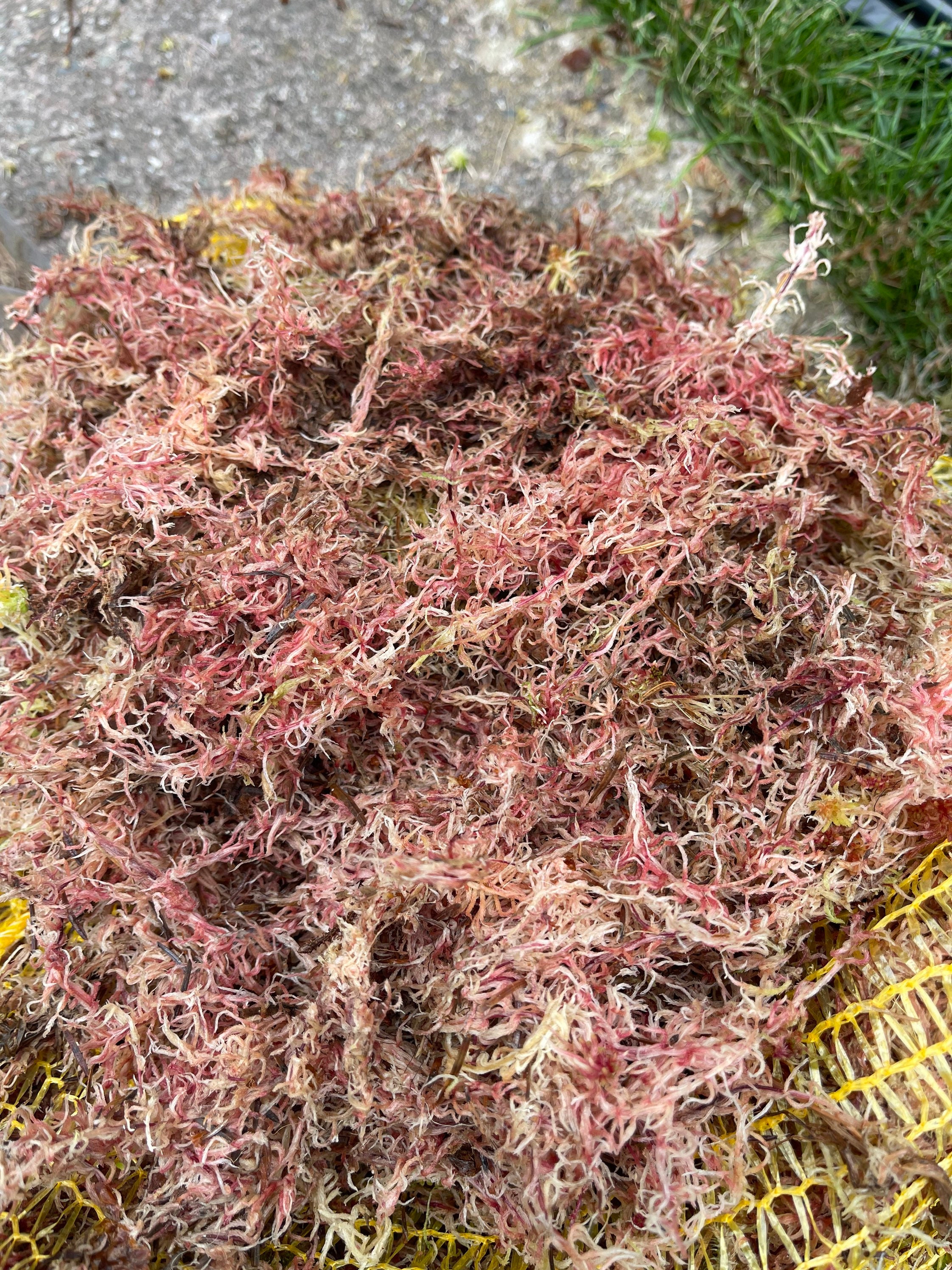 Fresh Welsh sphagnum moss 5 kilos 25-40 litres - Etsy België