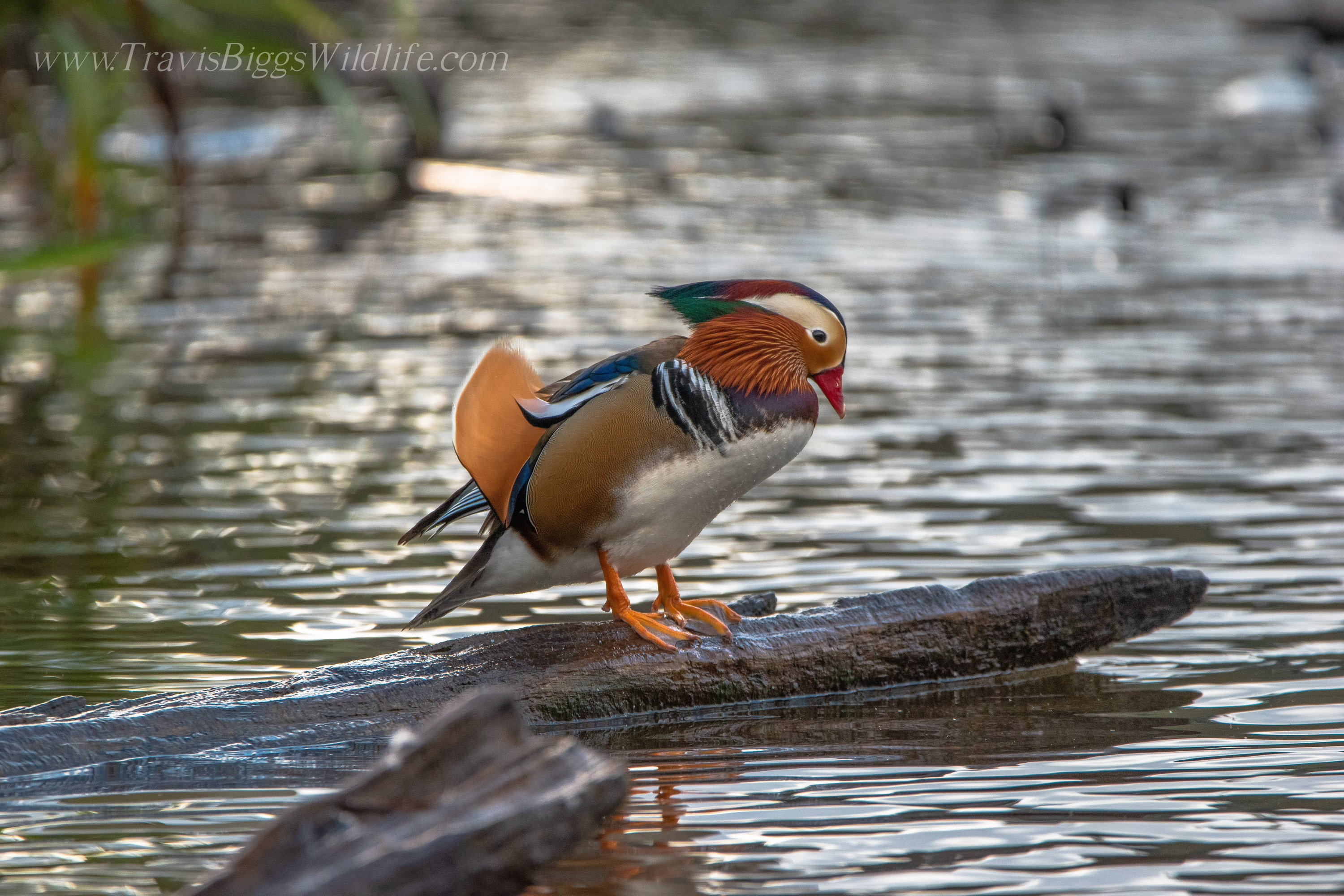 Male Mandarin Duck - Etsy