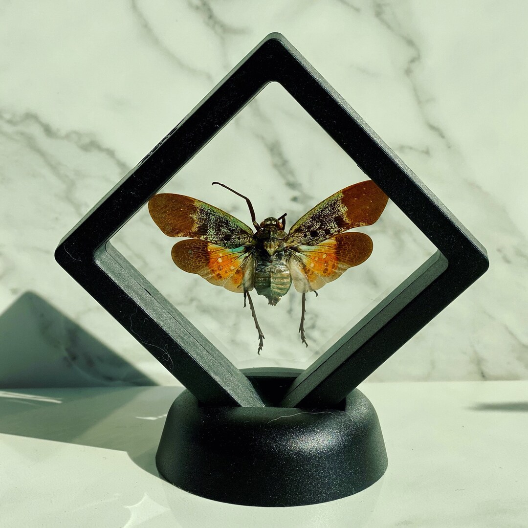Penthicodes Farinosa Tulia, Lanternfly Display. - Etsy
